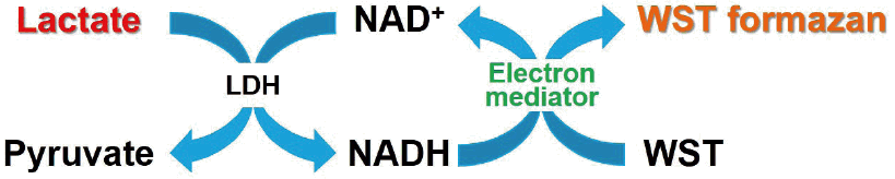 Lactate Assay Kit-WST | NAGASE THAILAND
